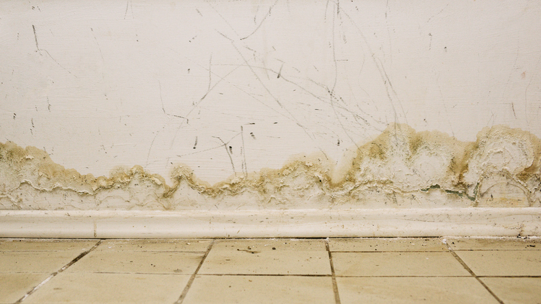 Is Mold Caused by a Water Leak Dangerous? Here's What Our Cardiff CA ...