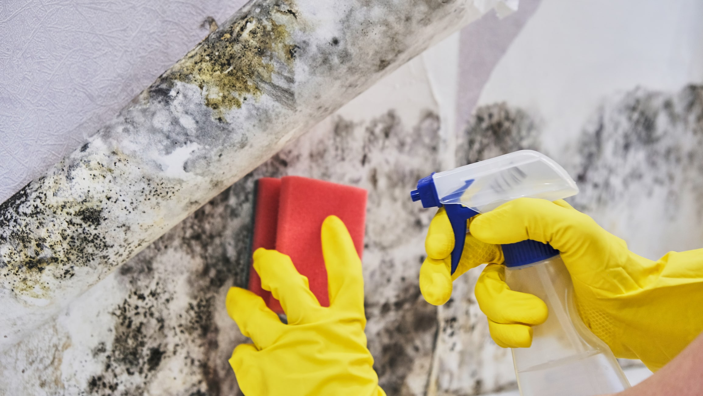 What Are The Most Dangerous Molds Found in Encinitas Homes? - 1st ...