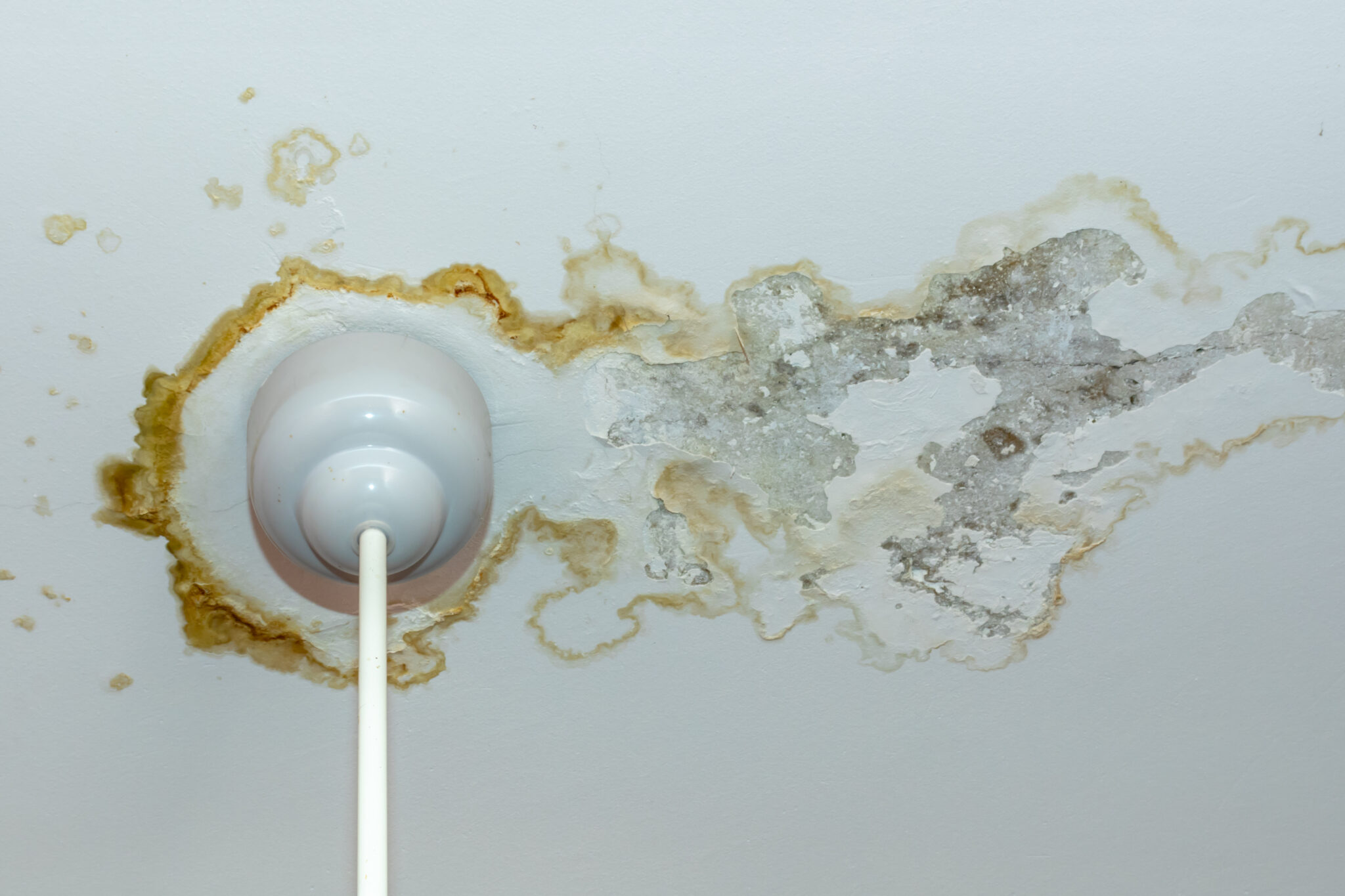 The Connection Between Water Leaks and Mold Growth - 1st Choice ...